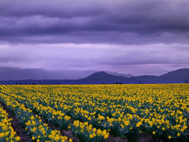 1 Daffodil HD Wallpapers in 1080P Laptop Full HD, 1920x1080 Resolution ...