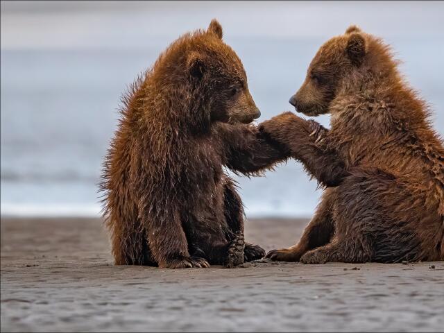Bear HD Wallpapers and 4K Backgrounds - Wallpapers Den