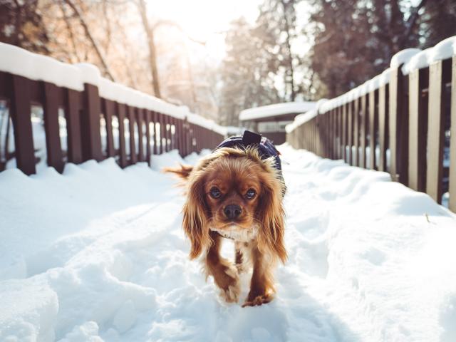 Animals Wallpapers in 250x250 Resolution, HD Animals 4k 8k Wallpapers ...