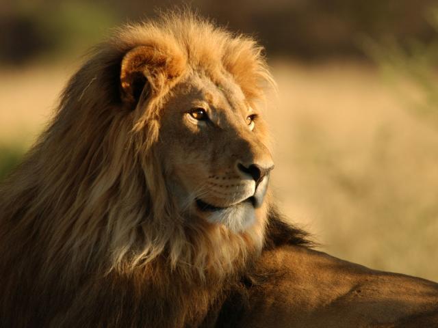 Animals Wallpapers in 1440x900 Resolution, HD Animals 4k 8k Wallpapers ...