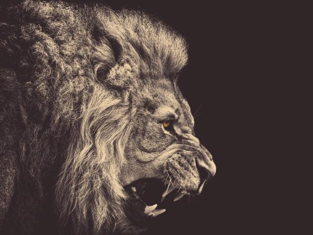 Animals Wallpapers in 1440x900 Resolution, HD Animals 4k 8k Wallpapers ...