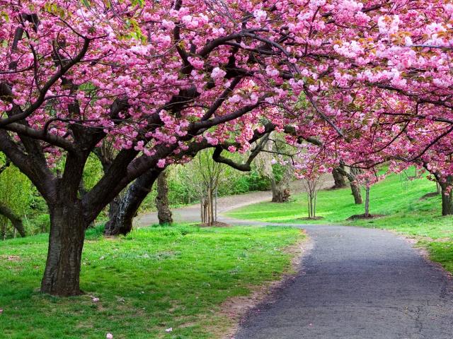 Nature Wallpapers in 1024x576 Resolution, HD Nature 4k 8k Wallpapers ...