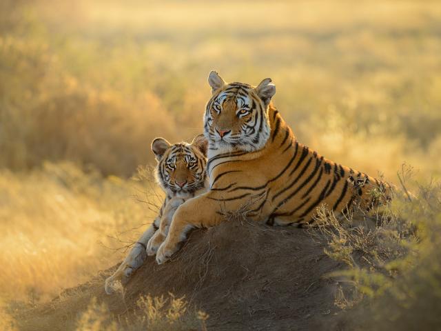Animals 364 Wallpapers in 1024x768 Resolution, HD Animals 4k 8k ...