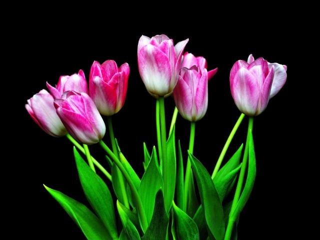 Flowers 515 Wallpapers in 1280x1024 Resolution, HD Flowers 4k 8k ...